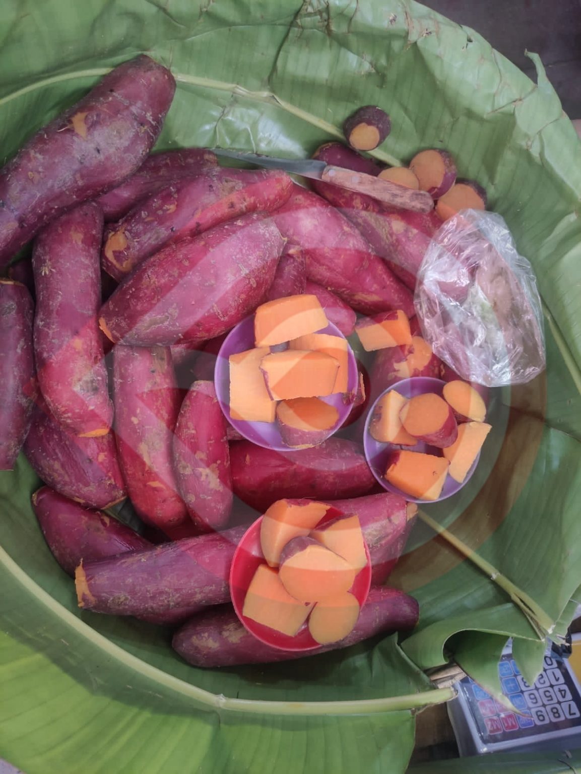 Camote criollo, el preferido de los huastecos – Noticias de Hidalgo ...