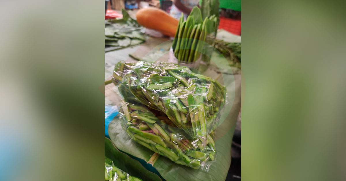 Con orgullo hablan de la venta de nopales – Noticias de Hidalgo – Zunoticia