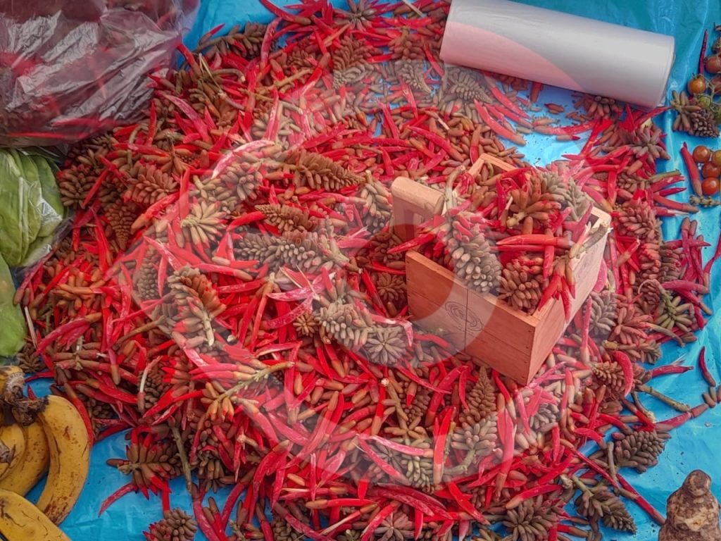 Continúa venta de pemuche en el tianguis de Huejutla – Noticias de ...