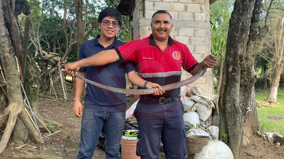 Bomberos captura culebra en Los Laureles, Chiconamel – Noticias de ...