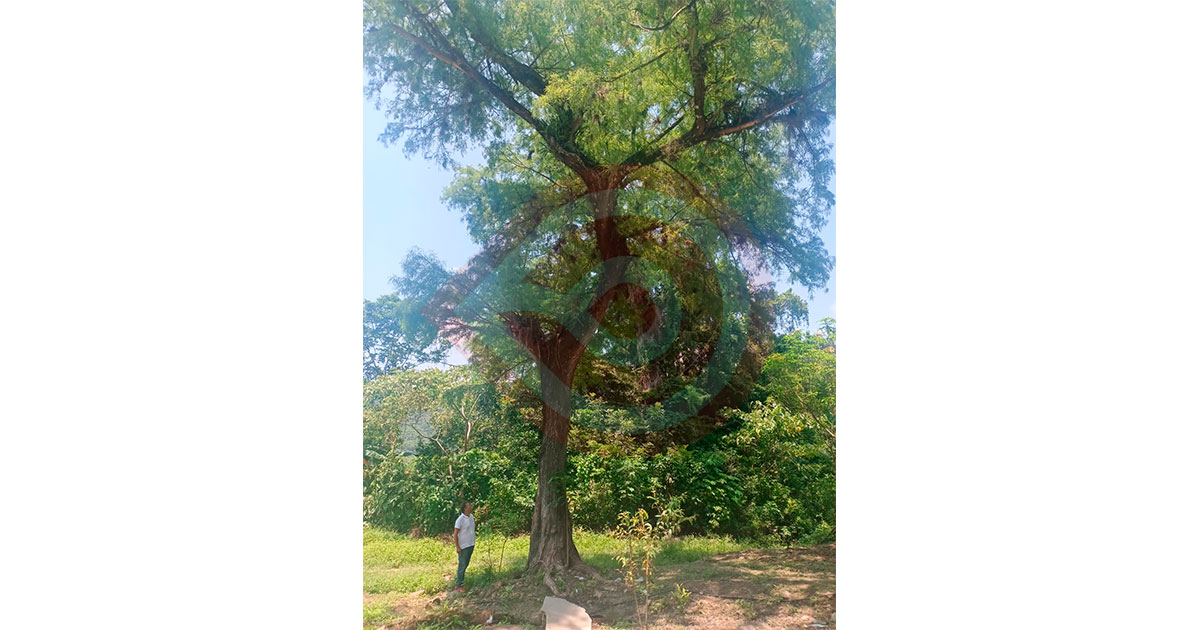 Sabino, el árbol guía de los náhuatl – Noticias de San Luis Potosí